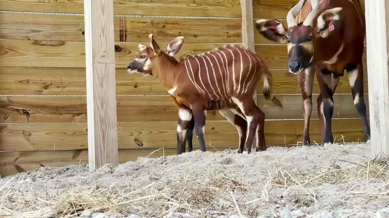 African Safari Wildlife Park in Port Clinton presents mountain bongo ...