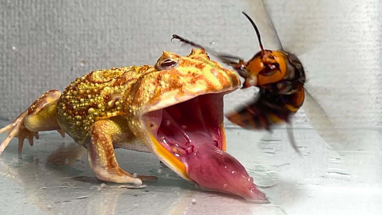 Give the frog the queen of the giant hornet .../ Pacman frog , African ...