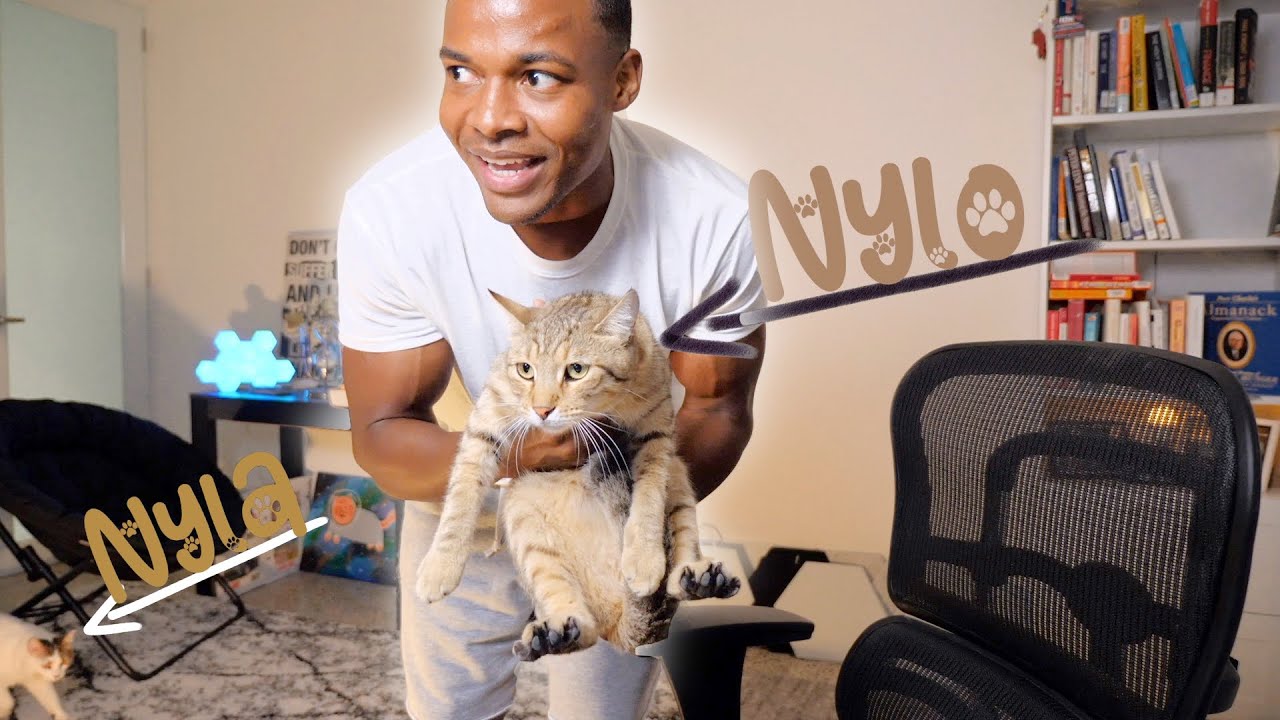 Why I'm Getting Rid Of My Cats - Guapify