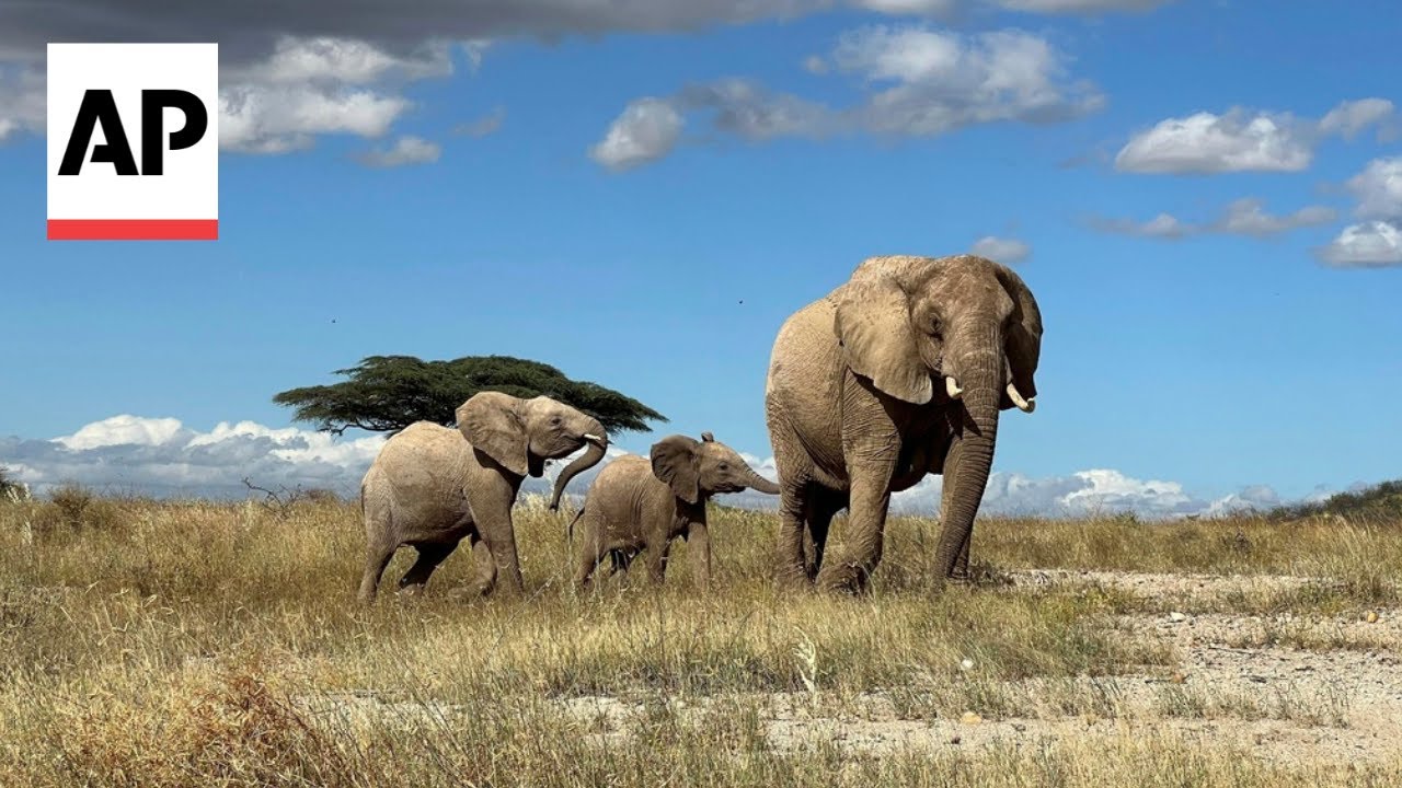 African elephants call each other by unique names, new study shows ...