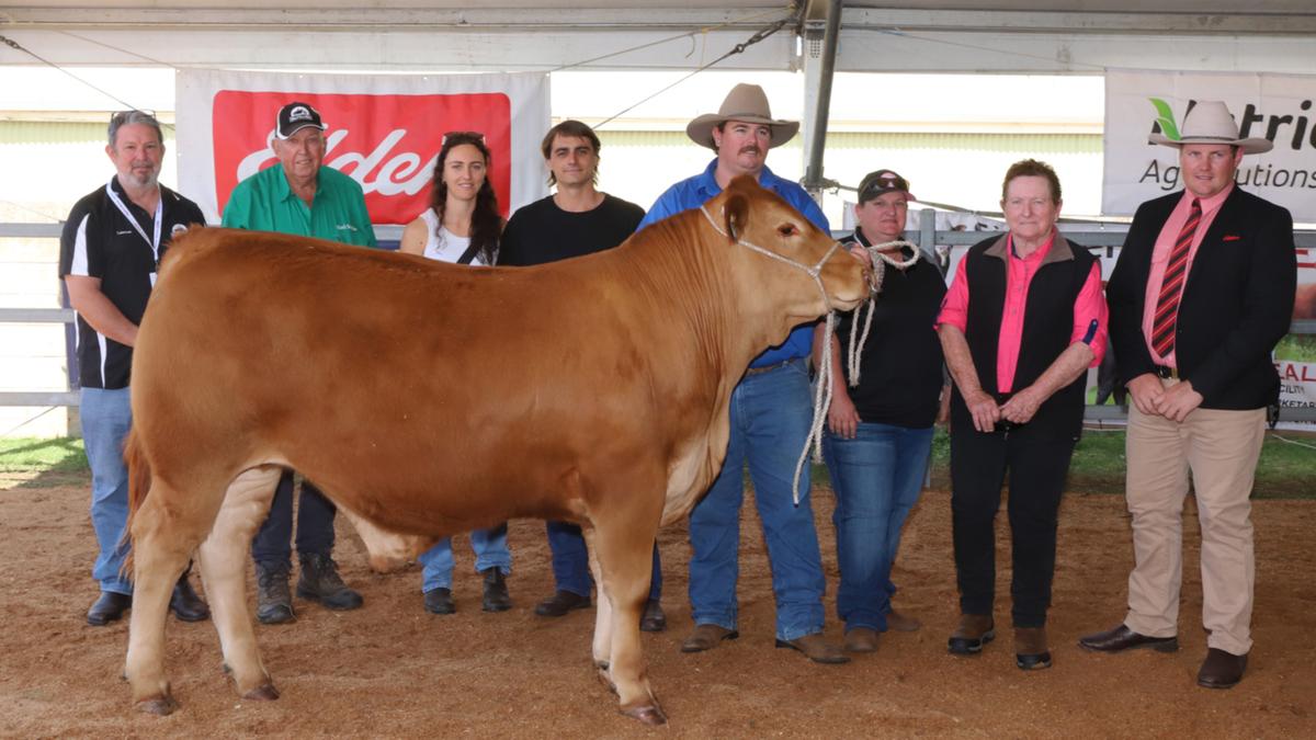Perth Royal Show Led Steer and Heifer Auction - Countryman - Guapify