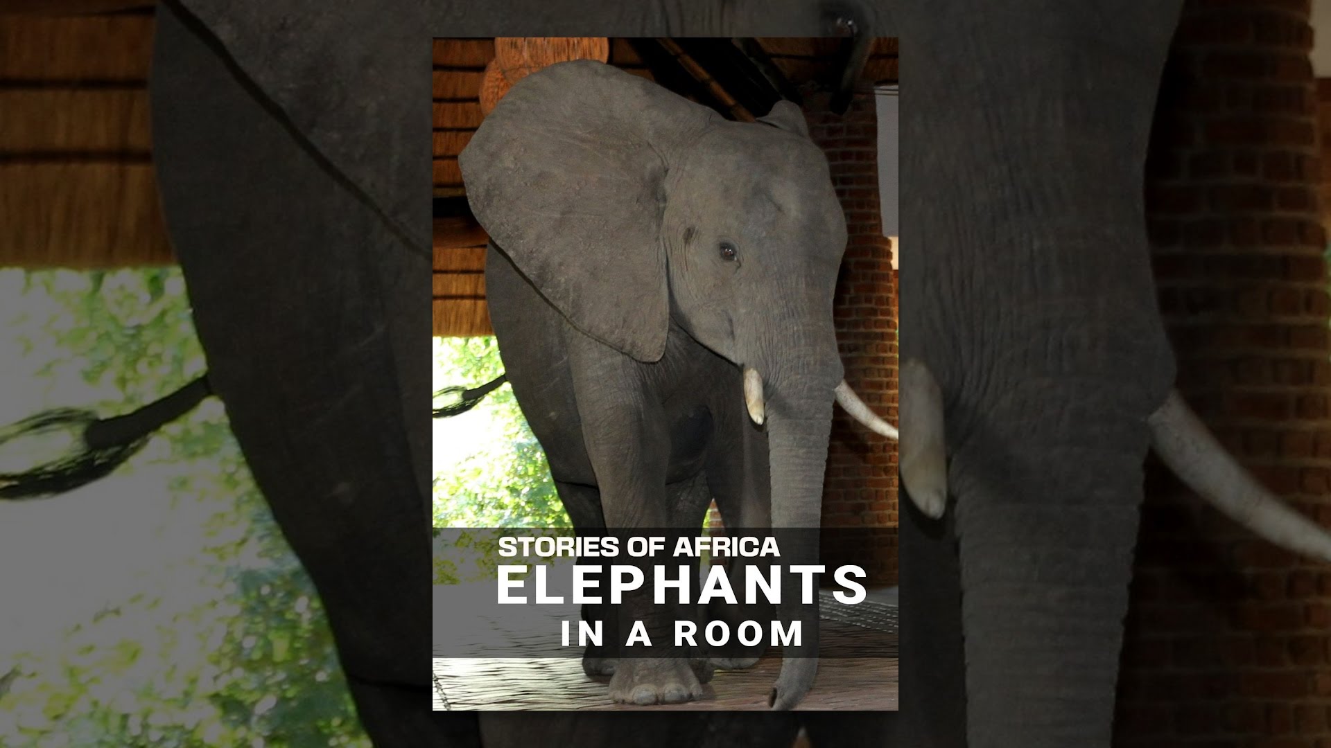 Stories Of Africa Elephants In The Room Guapify