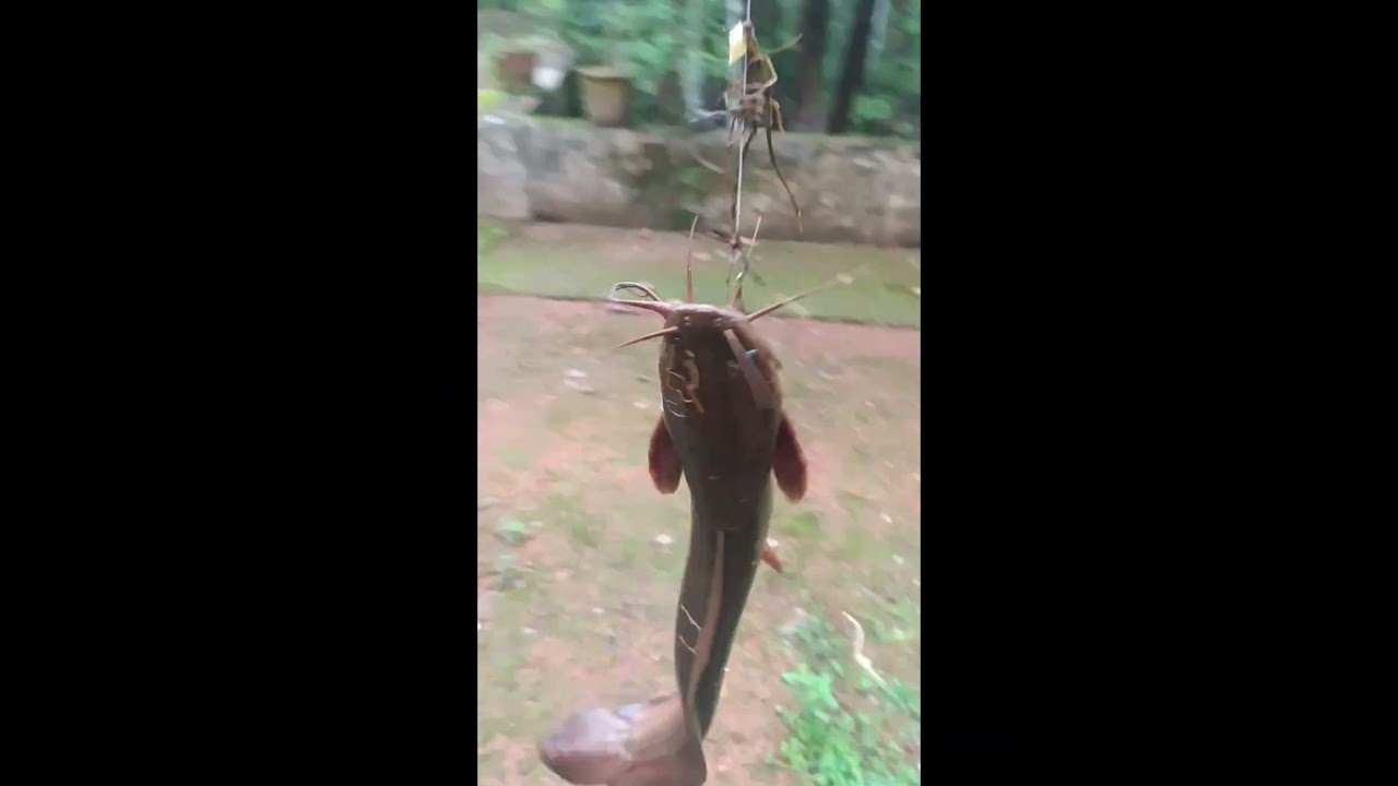 Average size African mushi 🐟🐟 how to catch Africa mushi in malayalam ...